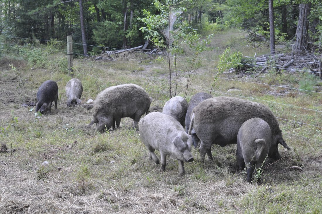 Pigs and veggies go together at Kate Mountain Farm | News, Sports, Jobs ...